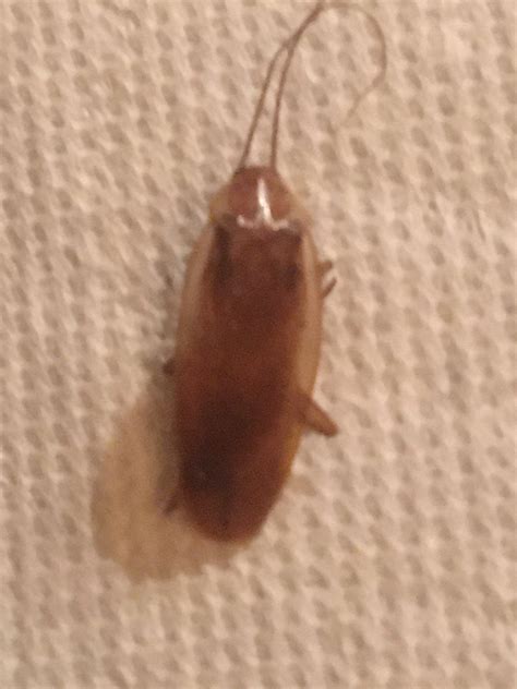 Roach Identification Help And Control Diy Home Improvement Forum