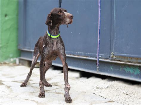 Nirvana Perro Adopción Braco Alemán Perrera De Los Barrios