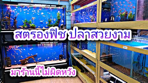 ร้านขายปลาสวยงามที่เคยออกทีวี ตลาดปลาจตุจักร Nco544 Youtube