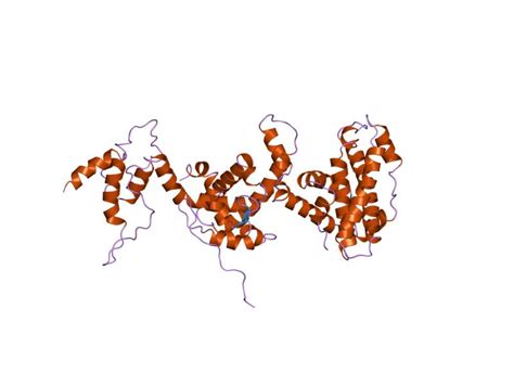 Retinoblastoma Protein P105 Rb Protein Rb Protein Retinoblastoma