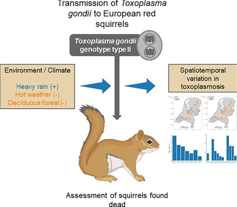 Drivers Of Infection With Toxoplasma Gondii Genotype Type Ii In