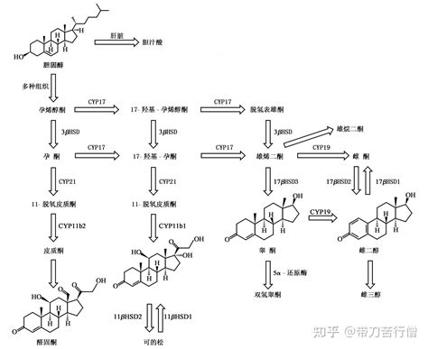 类固醇激素的代谢途径 知乎
