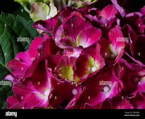 Pink Blue Lilac Violet Purple Hydrangea Flower Hydrangea