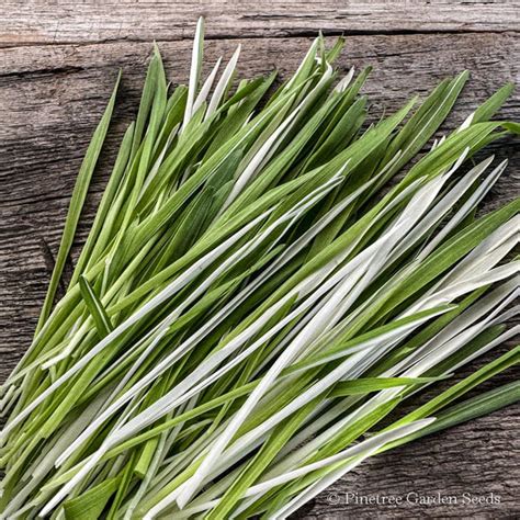 Ornamental Grasses Pinetree Garden Seeds