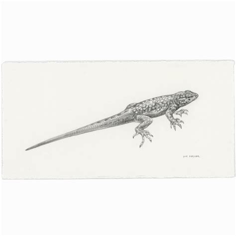Original Drawing Common Side Blotched Lizard — Zoe Keller