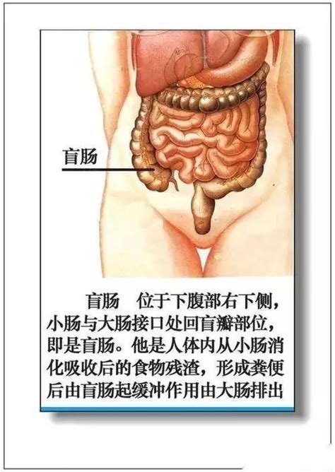 史上最全人体内脏结构图五脏六腑解剖图人体经络图青桐先生独家整理发布 知乎