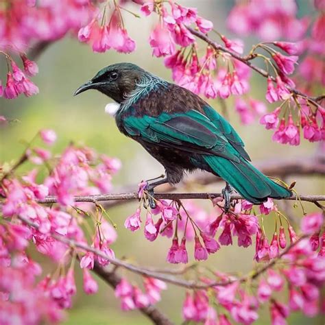 Tui In The Cherry Blossoms Scrolller