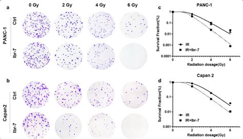 Ibr 7 Sensitized Pancreatic Cancer Cells To Radiation A Representative