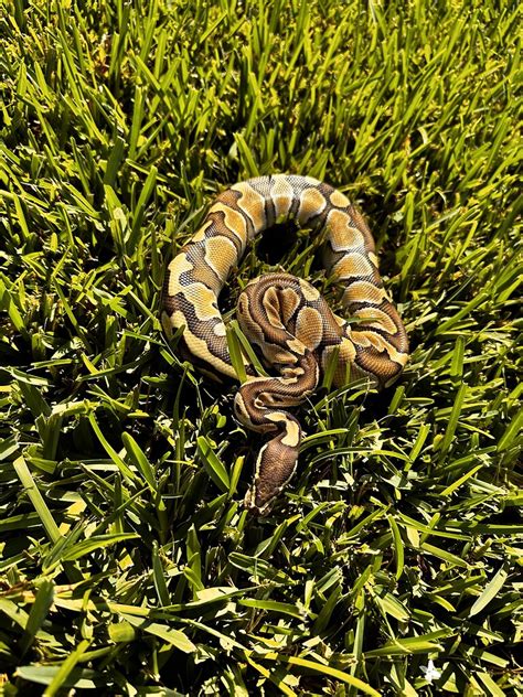 Ball Python Identification Ball Pythons Morphmarket Reptile Community