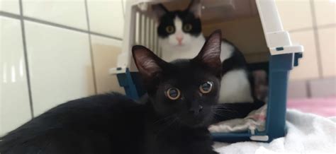 Unsere Katzen Tierheim Karlsruhe