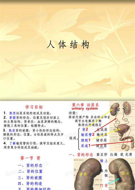 《人体结构》ppt模板下载编号lnoryvmy熊猫办公