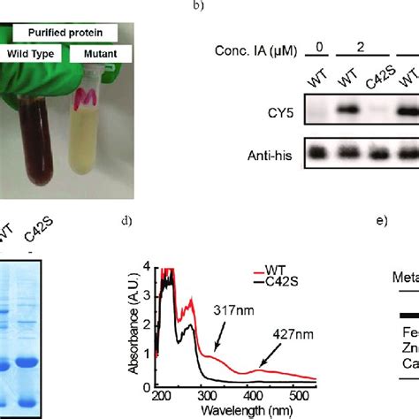 Prediction Of Hyper Reactive Cysteines Across All Genomes By Sbpcr A
