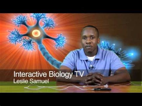 007 What is an Action Potential | Interactive Biology, with Leslie Samuel