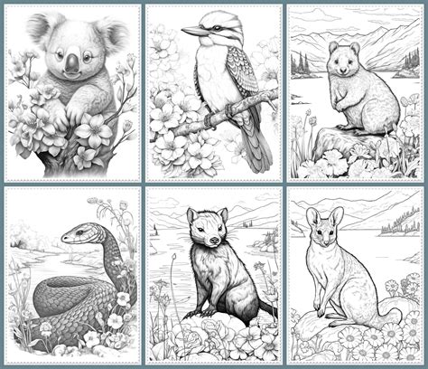Australian Animals Colouring Sheet