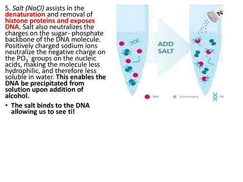 What Is The Purpose Of Detergent In Dna Extraction At Charles Amos Blog