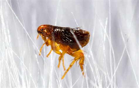 How Do Indoor Cats Get Fleas Cat World