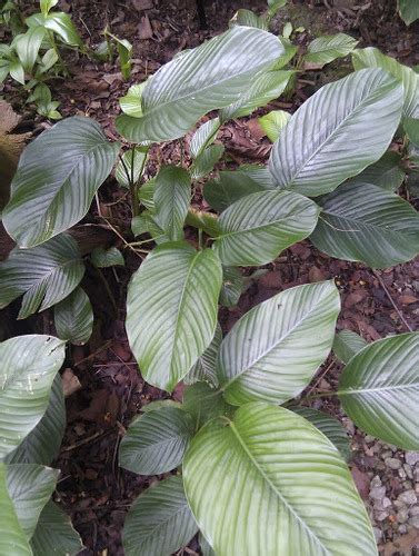 Thaumatococcus Daniellii · Inaturalist