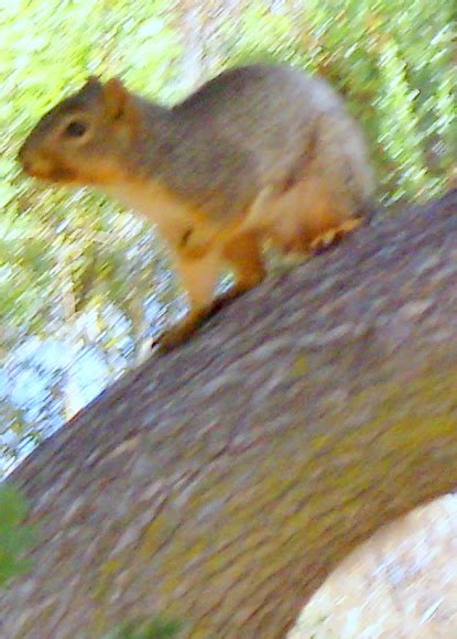 Fox Squirrel Project Noah
