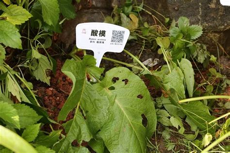 每日一植酸模