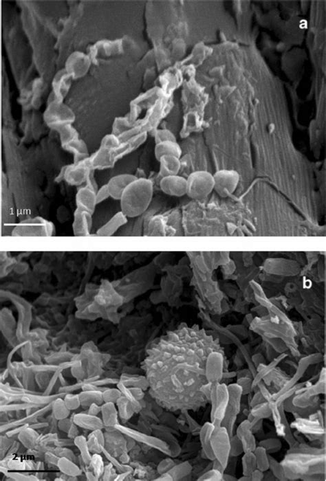 Hv Sem Images Of Gold Sputtered Core Samples Of Parchment Taken From