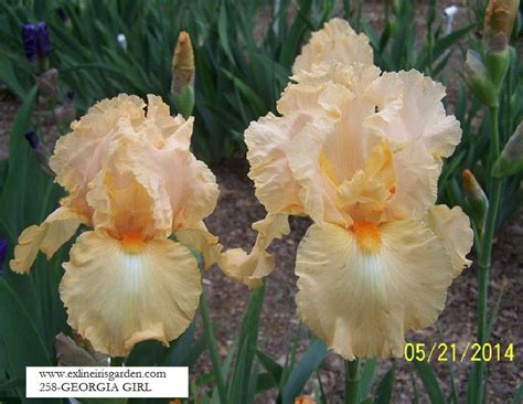 Georgia Girl Tall Bearded Iris Tb Exline Iris Garden