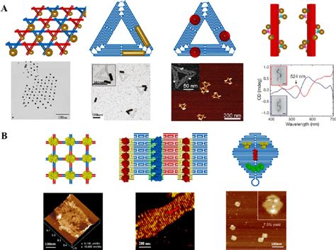 Representative Examples Of Dna Nanostructure Directed Assembly Of Download Scientific Diagram
