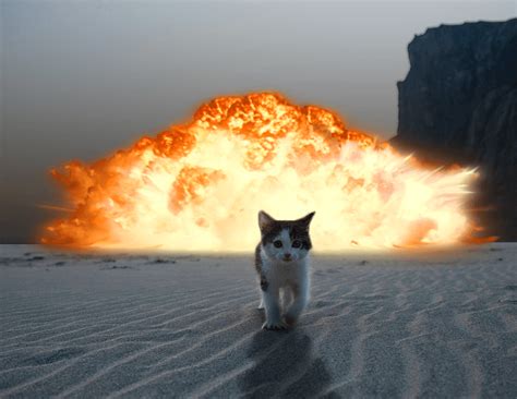 20 Cats Walking Away From Explosions As A Parody To Cool Guys Dont