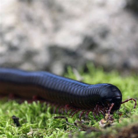 Telodeinopus aoutii - Insektenliebe