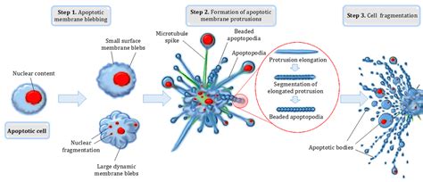 Apoptosis Physiopedia