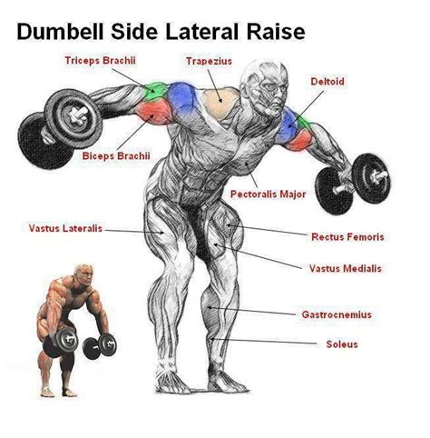 Dumbbell Side Lateral Raises Gym Workout Tips Fit Board Workouts
