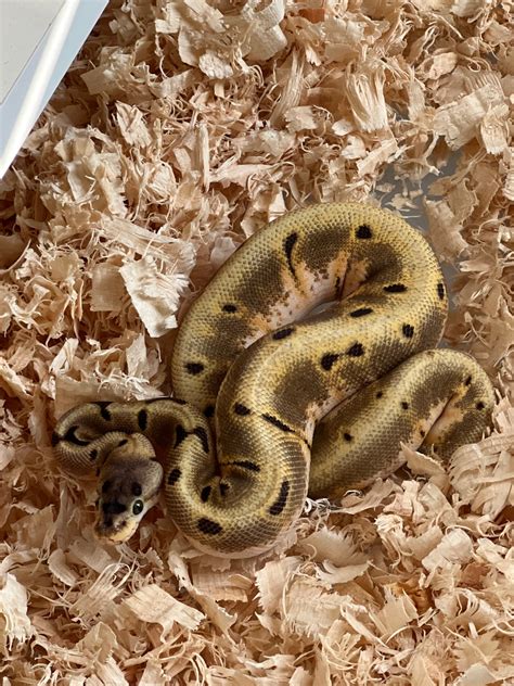 Leopard Super Enchi Spider Ball Python By Aandg Ball Pythons Morphmarket
