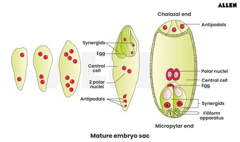 Double Fertilization Definition Process And Embryo Development