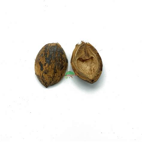 Reptiscape Betel Husk Seed Pods Reptiscape