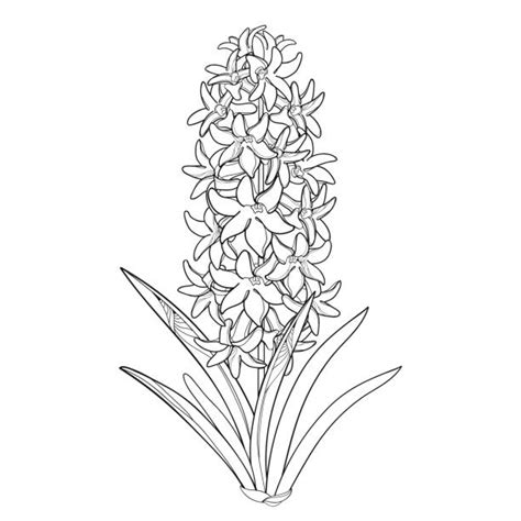 6400 Hyacinth Stock Illustrations Royalty Free Vector Graphics
