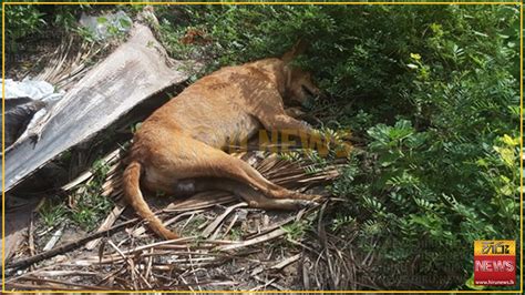 වස දැමූ ආහාර ලබා දී සුනඛයින් ඇතුළු සතුන් රැසක් මරා දමයි Hiru News