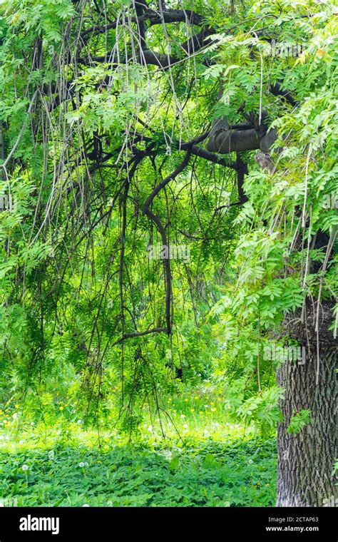 Types Of Trees With Hanging Branches At Katie Jenkins Blog