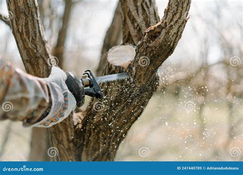 Person Cutting Tree With Electric Saw Stock Image Image Of Gardening Person