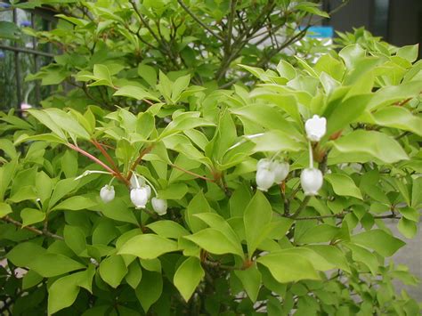 これでよいかな？私の園芸 卯の花と満天星躑躅