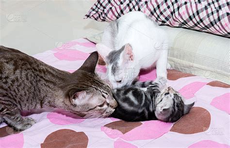 猫的家庭。猫妈妈带着小猫和朋友