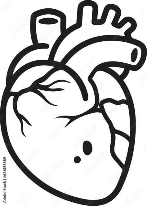 Human Heart Anatomically Correct Hand Drawn Line Art And Dotwork Flash