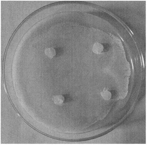 一种防治马铃薯疮痂病的链霉菌组合物及其应用的制作方法
