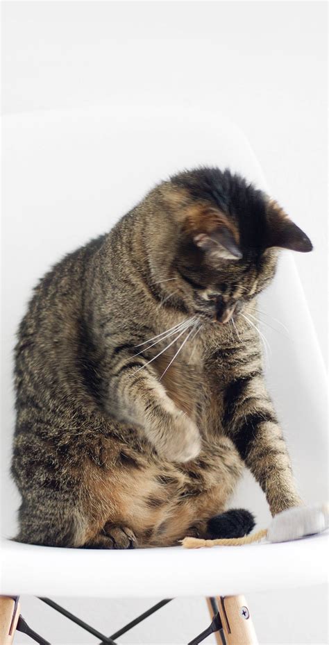 Aesthetic Cat Iphone Wallpapers Top Free Aesthetic Cat Iphone