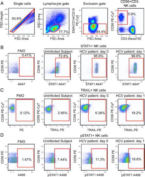 Detection Of Stat1 Trail And Pstat1 Expressing Nk Cells Of Uninfected