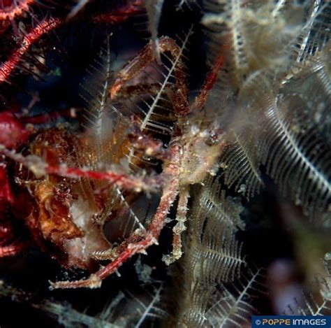 Genus Species Poppe Images