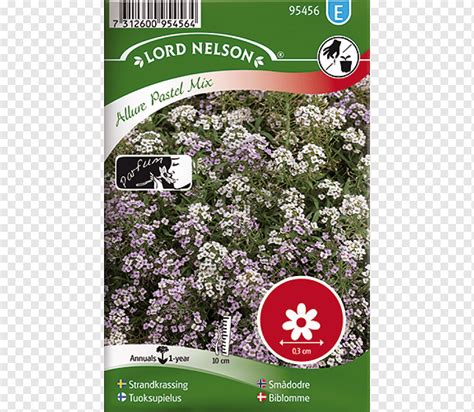 달콤한 Alyssum 일반적인 해바라기 씨 일반적인 백일초 Lobularia 다른 사람 잔디 꽃 Png Pngwing