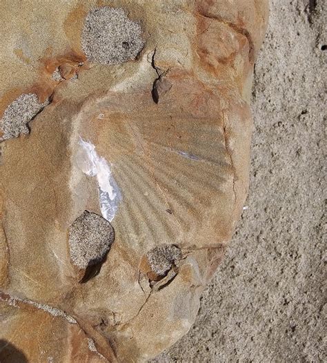 Oregon Coast Fossil Wine And History Visited