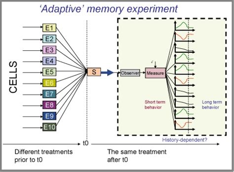In An Adaptive Memory Experiment Each Identical Sample Of A Download Scientific Diagram