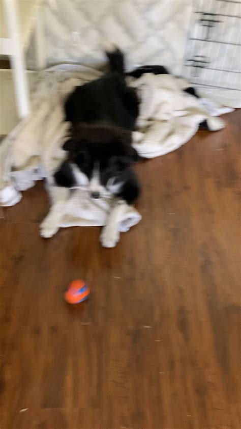 Lazy Fetch Rbordercollie