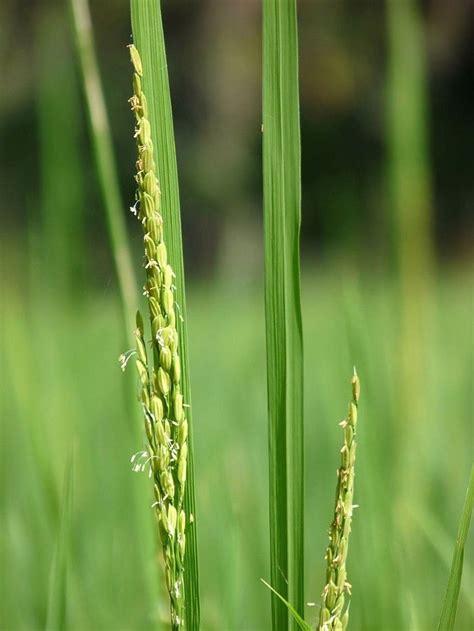Influence Of Sowing Dates On Growth And Yield Of Direct Seeded Rice