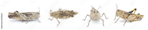 Orange Winged Grasshopper Pardalophora Phoenicoptera Very Large